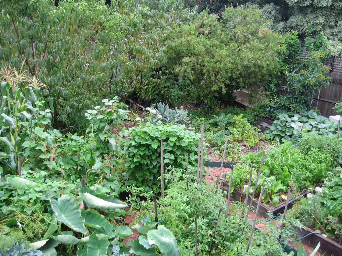 Simple crop rotation - Transition Australia