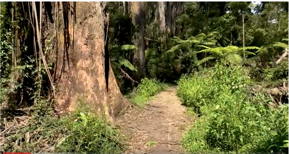Call of the Forest - Transition Australia