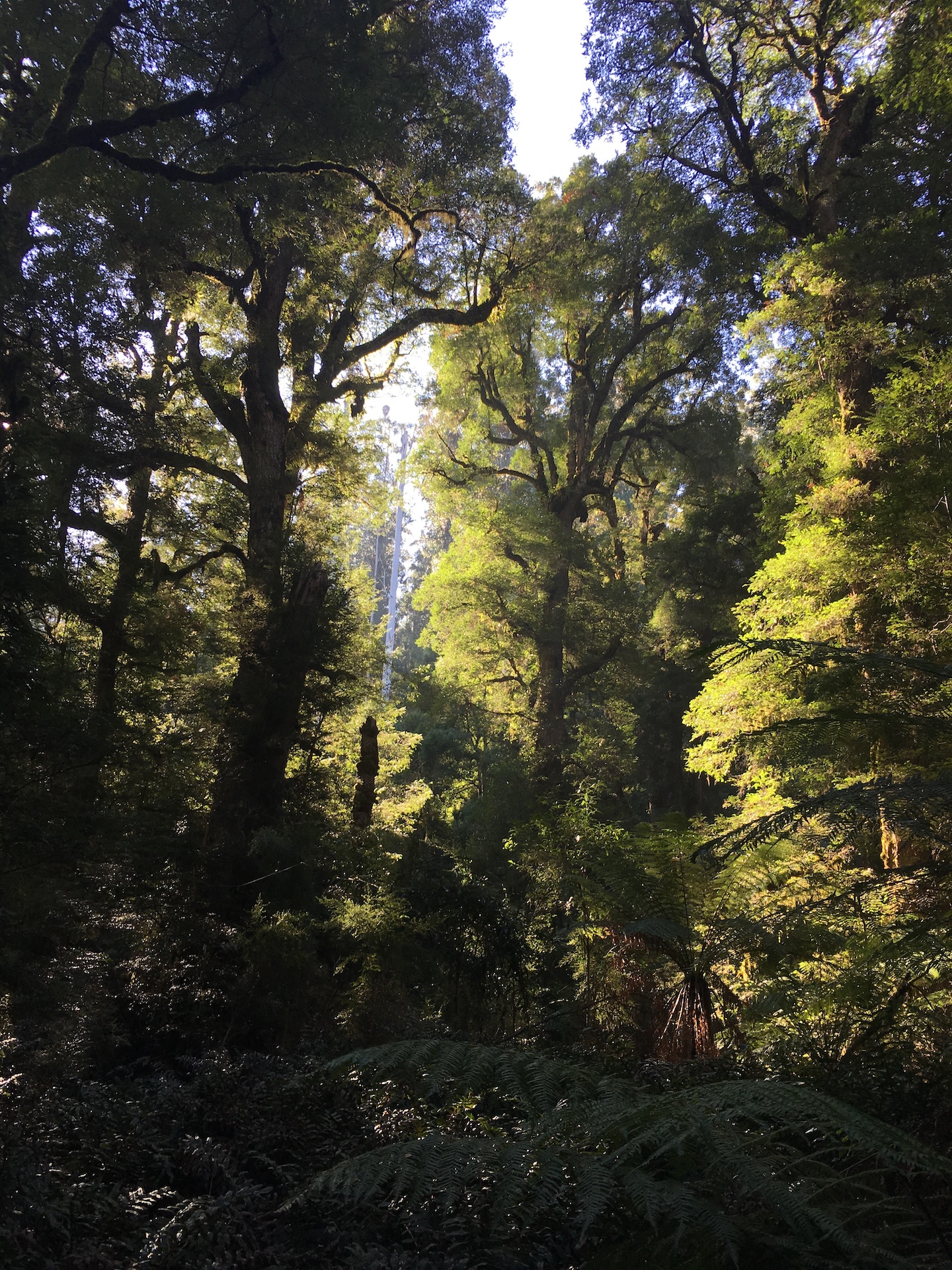 Call of the Forest - Transition Australia