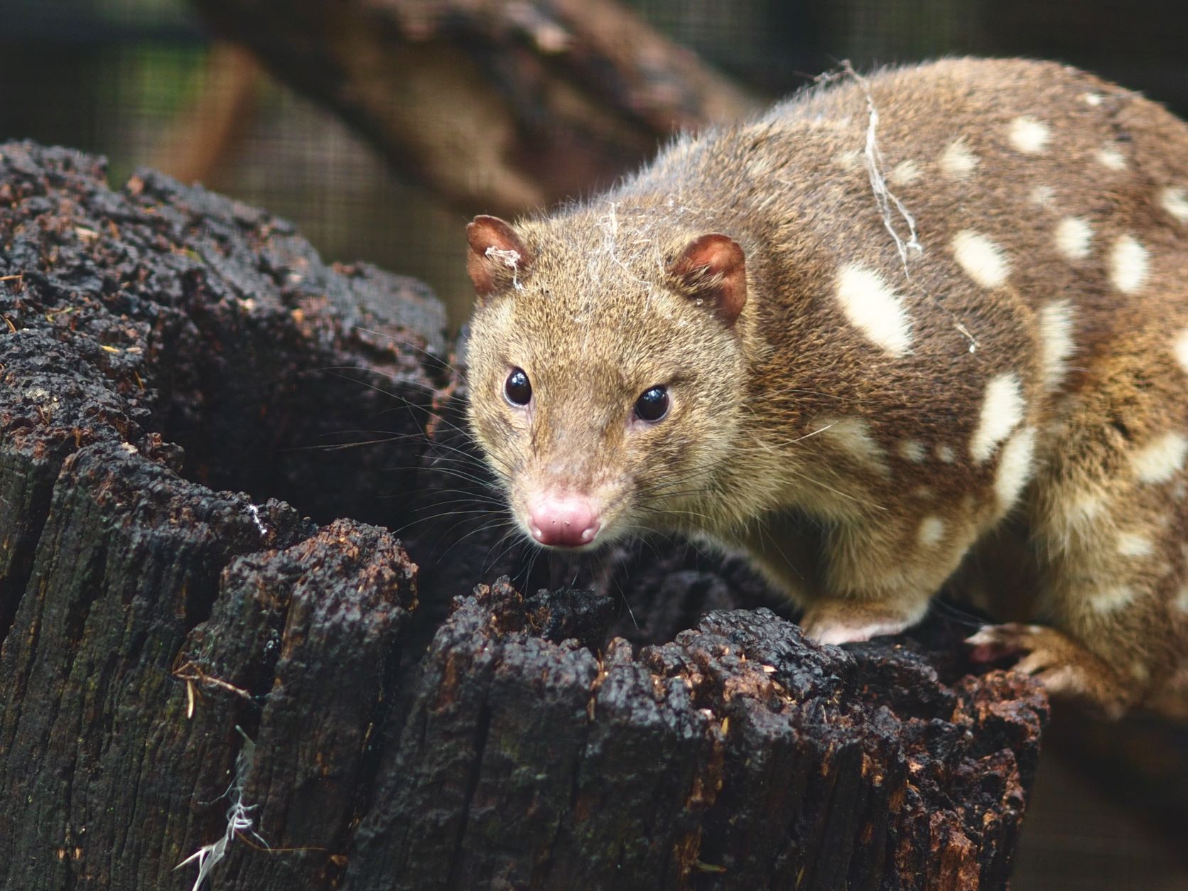 Q is for Quolls and "Under the Quandong Tree" - Transition Australia