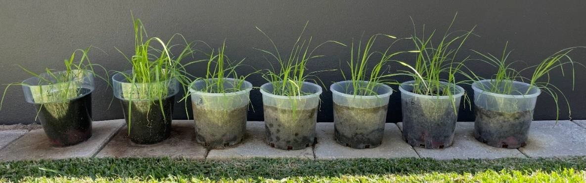 Biochar trials - Transition Australia